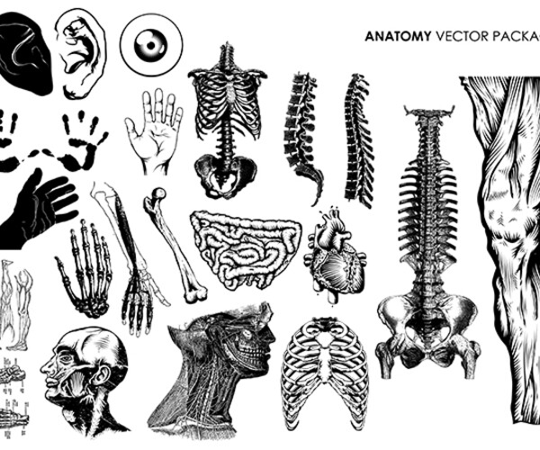 ArtStation - Anatomy Vector Package | Artworks