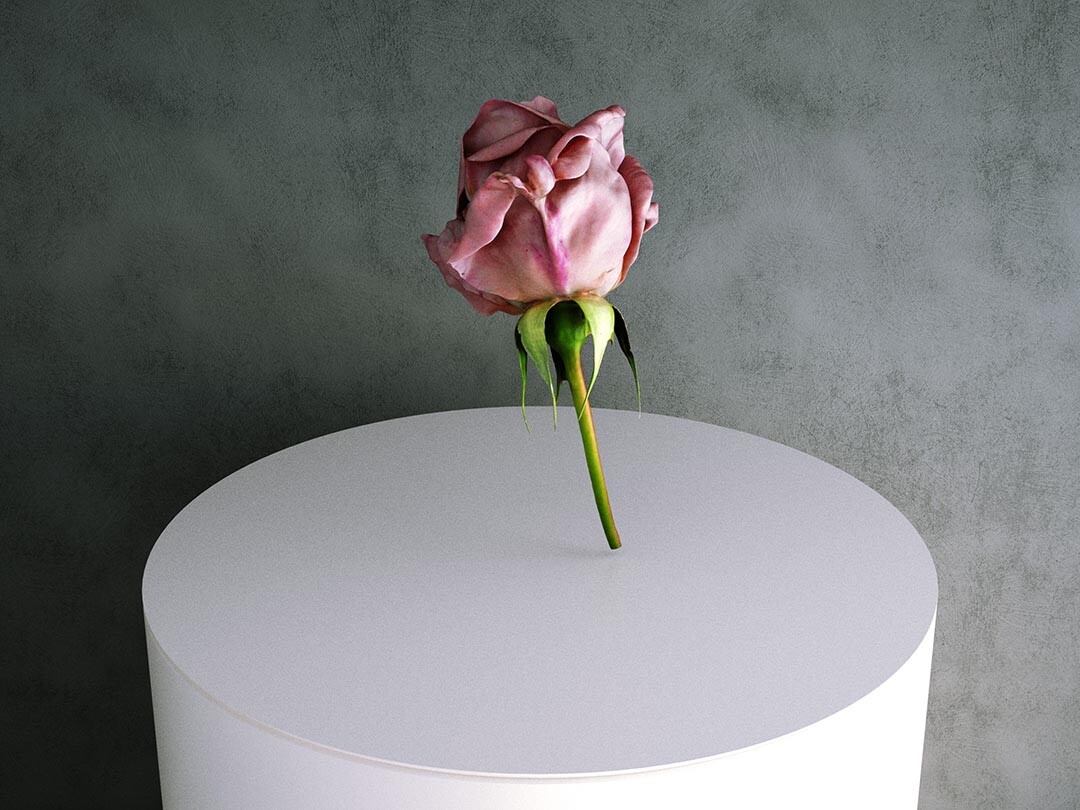 ArtStation - Rose / Rosa Hybrida 02 Pink [3d Scan Model: Plants ...