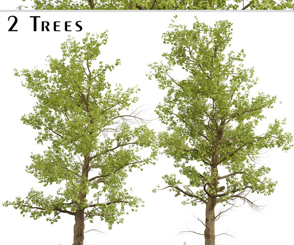 ArtStation - American Sycamore Tree (Platanus Occidentalis) (2 Trees ...