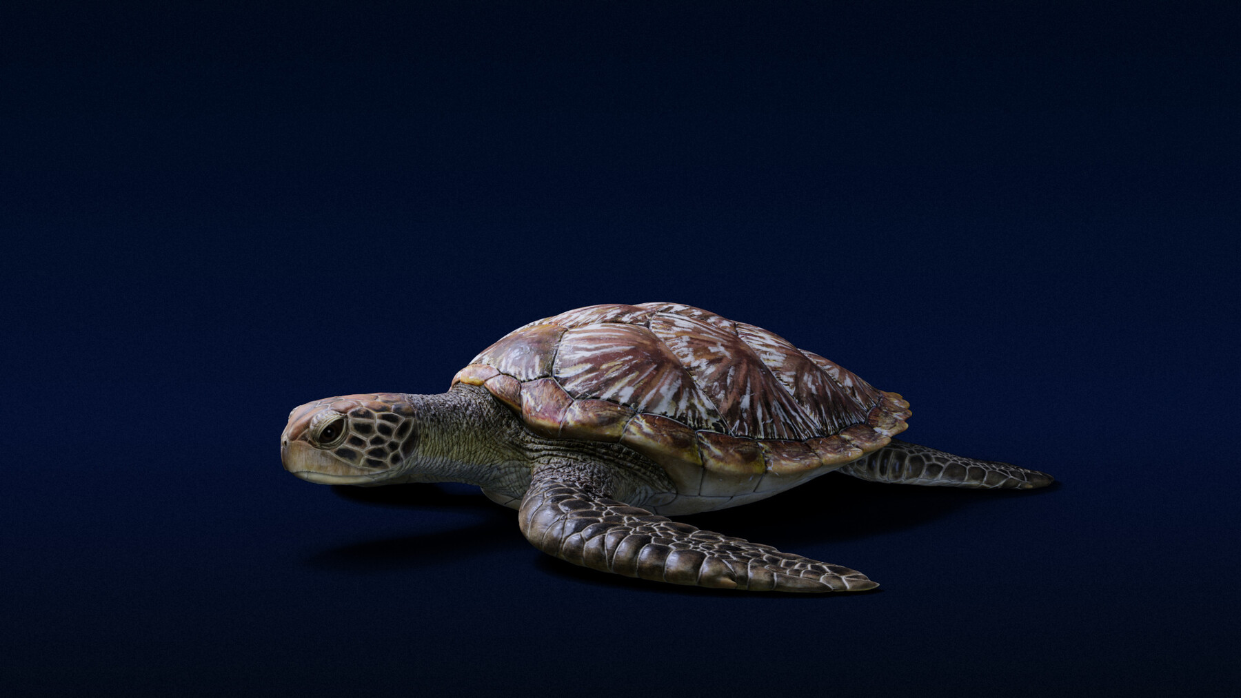 ArtStation - 3D Animal | Green Sea Turtle Animated | Resources