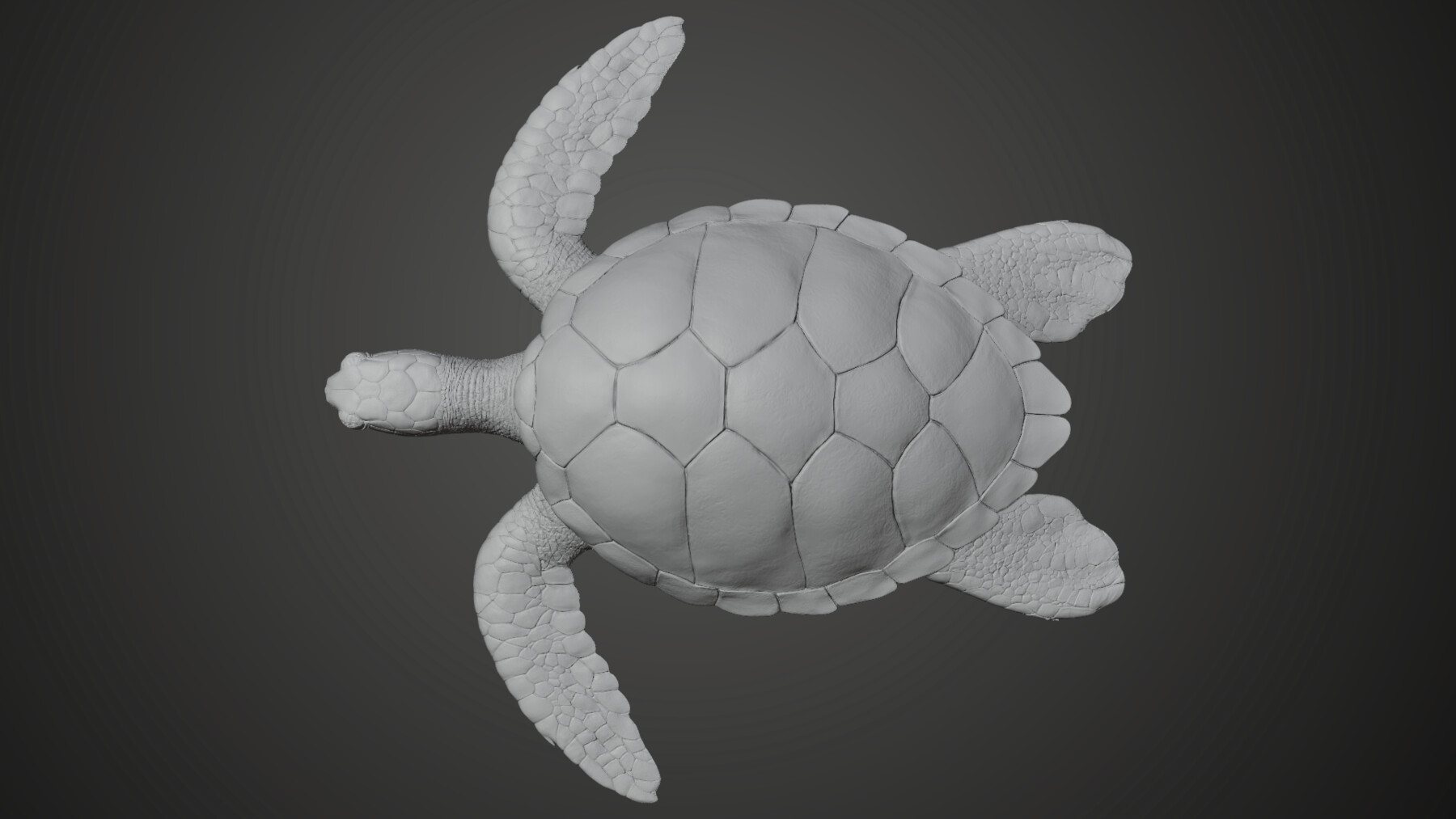 ArtStation - 3D Animal | Green Sea Turtle Animated | Resources
