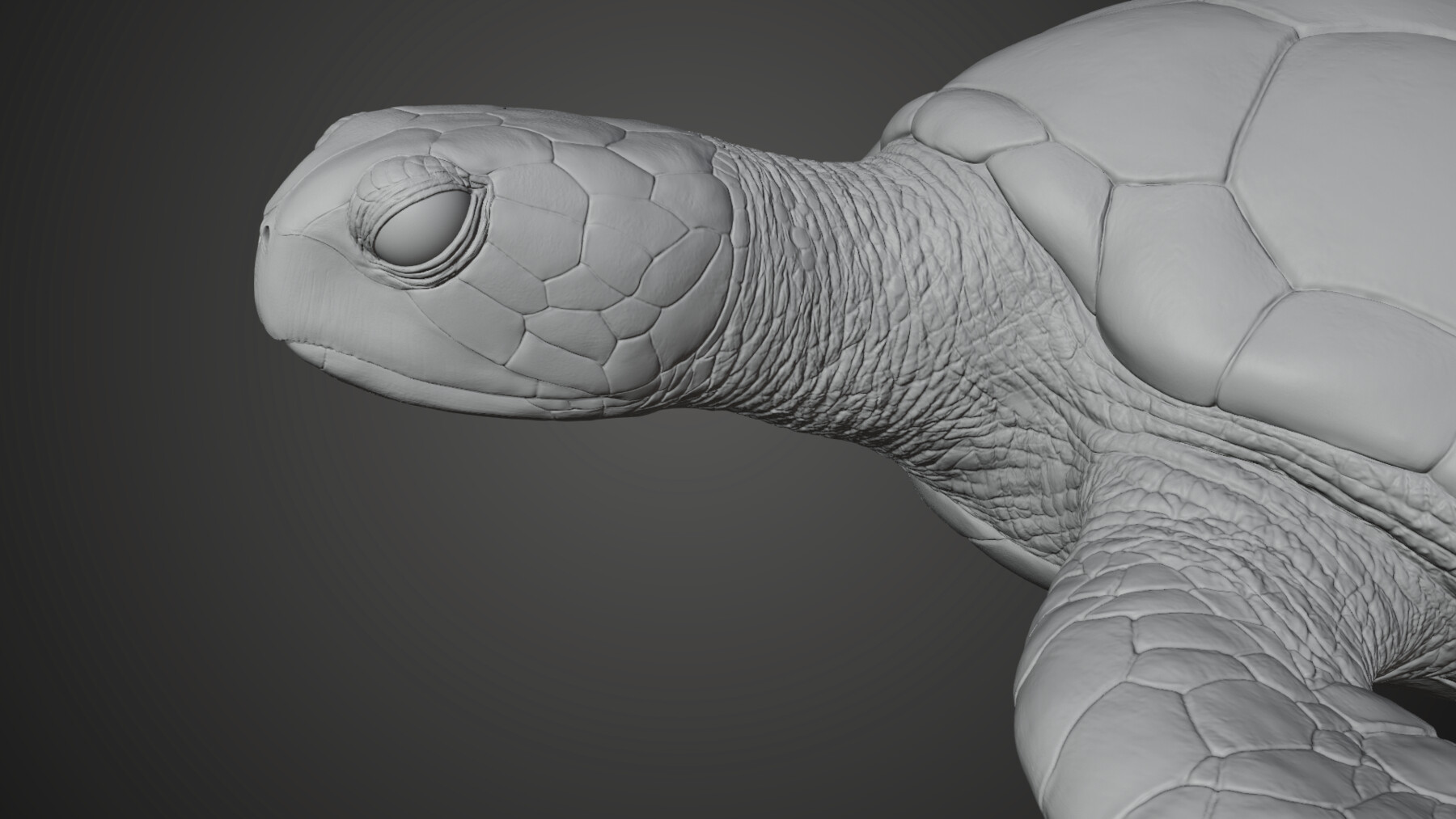 ArtStation - 3D Animal | Green Sea Turtle Animated | Resources