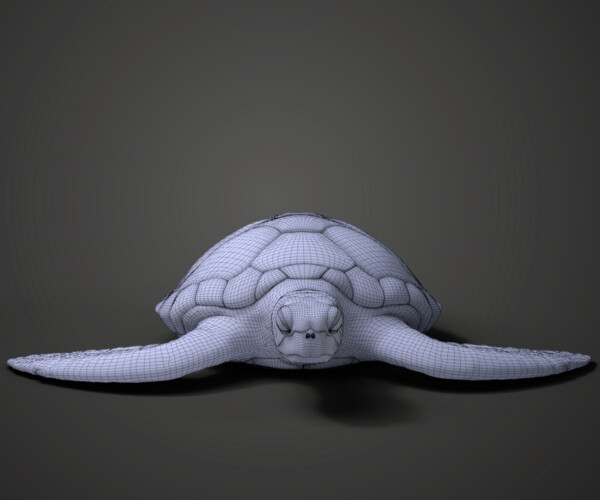 ArtStation - 3D Animal | Green Sea Turtle Animated | Resources