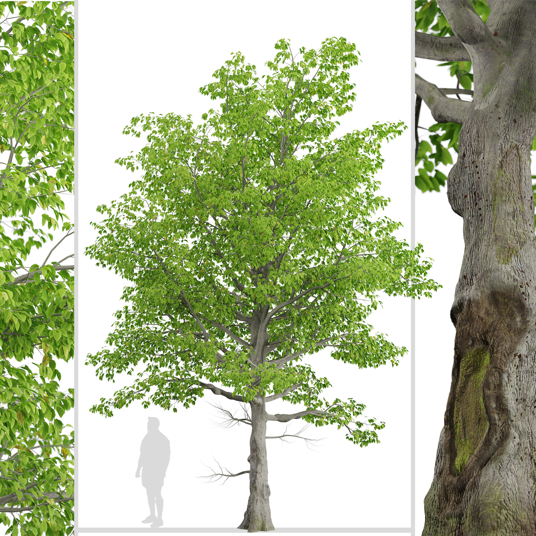ArtStation - American Beech Tree (Fagus grandifolia) (2 Trees) | Resources