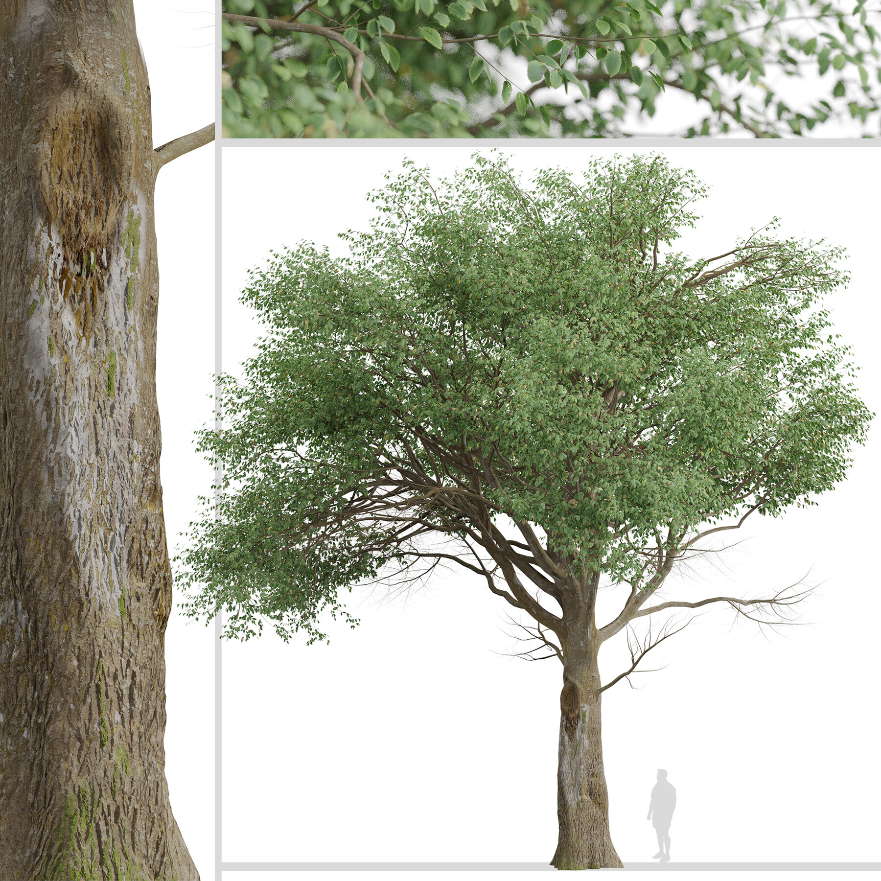 ArtStation - Set of American Elm Trees (Ulmus Americana) (2 Trees ...