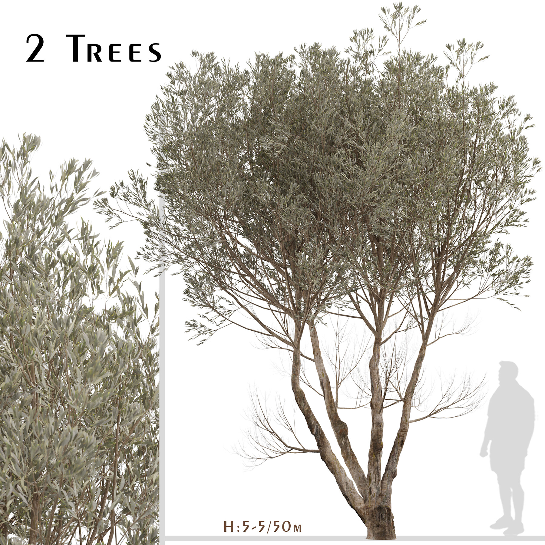 ArtStation - Set of Acacia Aneura Trees (True Mulga) (2 Trees) | Resources