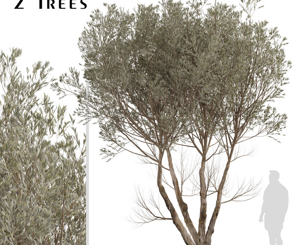 ArtStation - Set of Acacia Aneura Trees (True Mulga) (2 Trees) | Resources