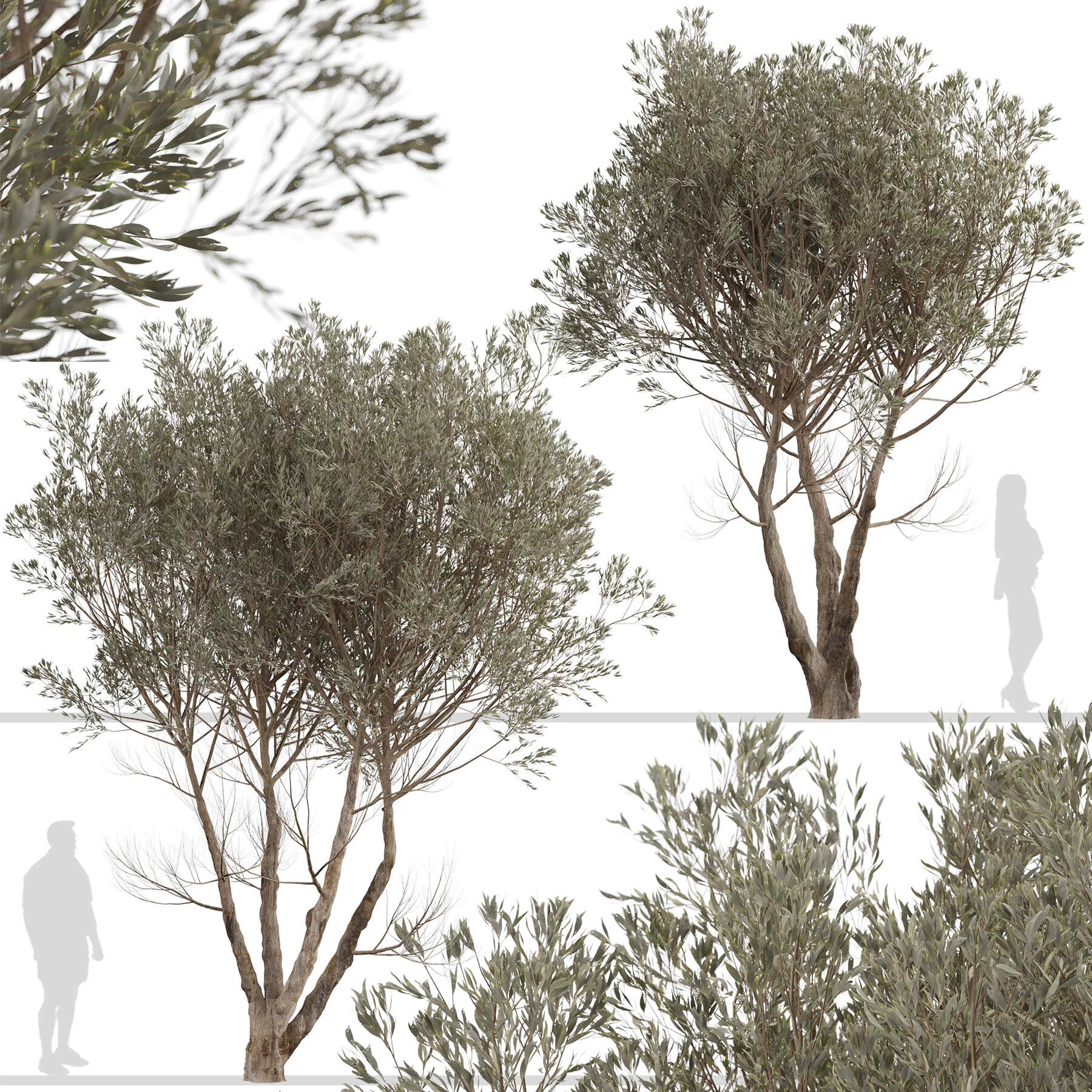 ArtStation - Set of Acacia Aneura Trees (True Mulga) (2 Trees) | Resources