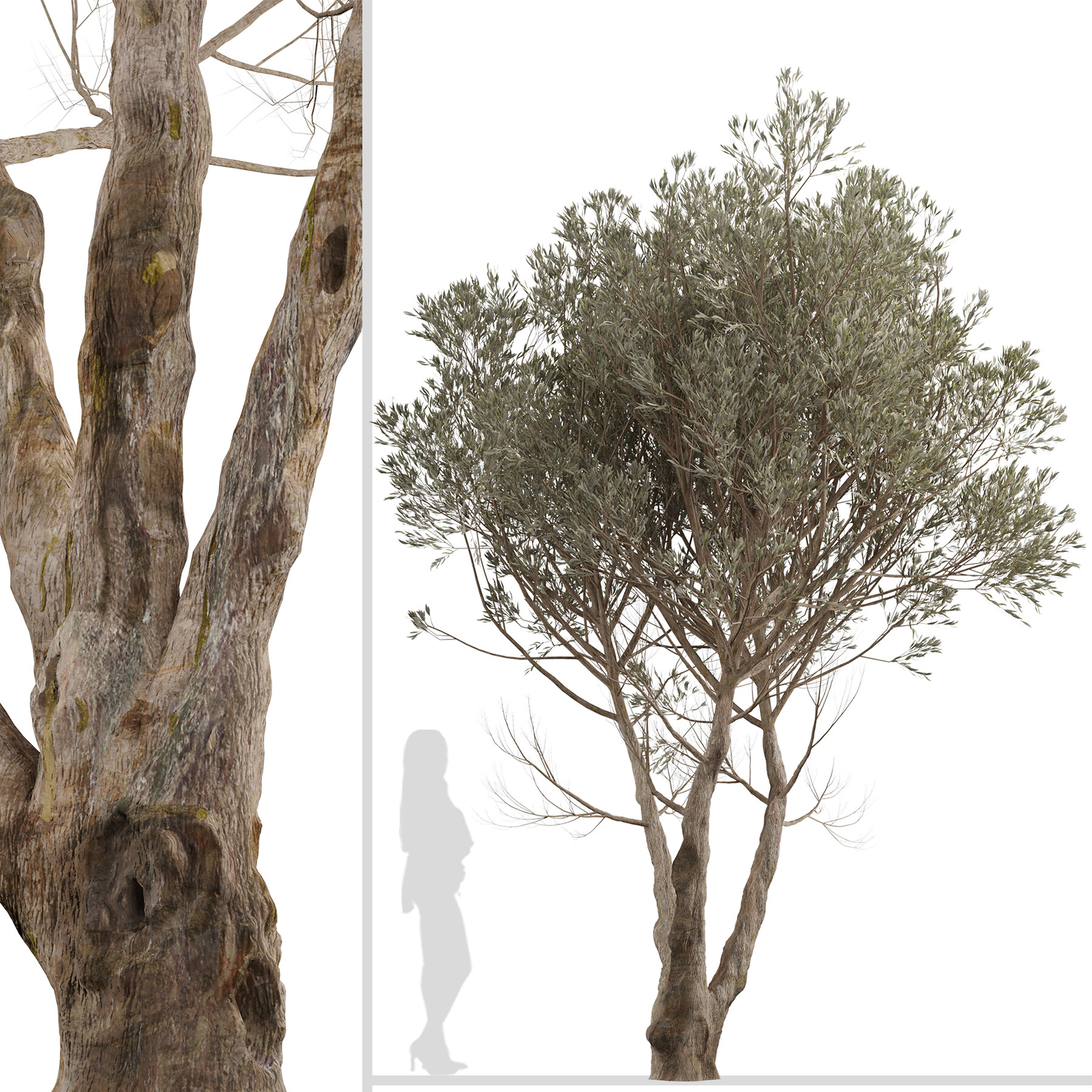 ArtStation - Set of Acacia Aneura Trees (True Mulga) (2 Trees) | Resources