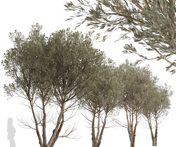 ArtStation - Set of Acacia Aneura Trees (True Mulga) (2 Trees) | Resources