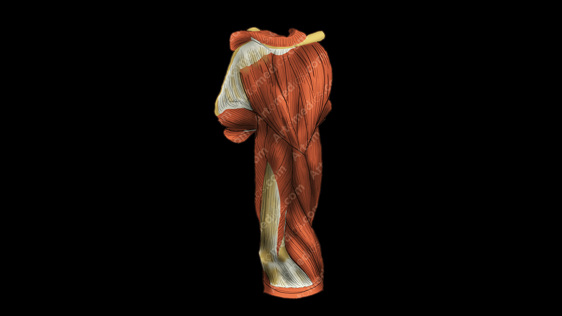 ArtStation - Forearm Back Muscles (Posterior) | Artworks