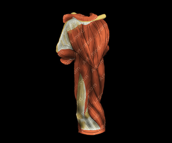 ArtStation - Forearm Back Muscles (Posterior) | Artworks