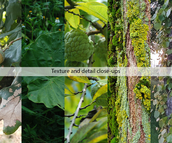 ArtStation - Nature Reference Pack | Resources