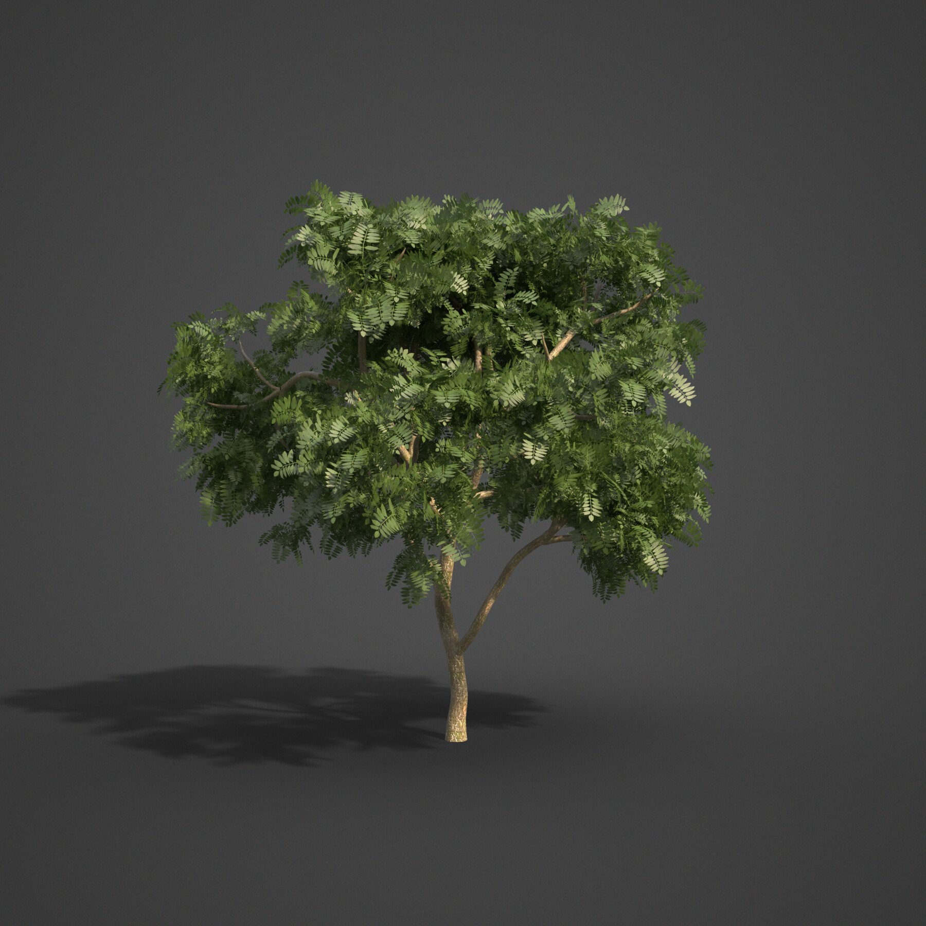 ArtStation - 2021 PBR Curry Leaf Collection (Murraya Koenigii) | Game ...