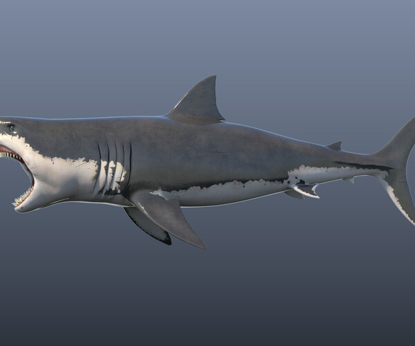ArtStation - Great White Shark Model | Resources