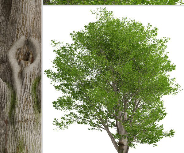 ArtStation - White ash Tree (Fraxinus americana) (1 Tree) | Resources