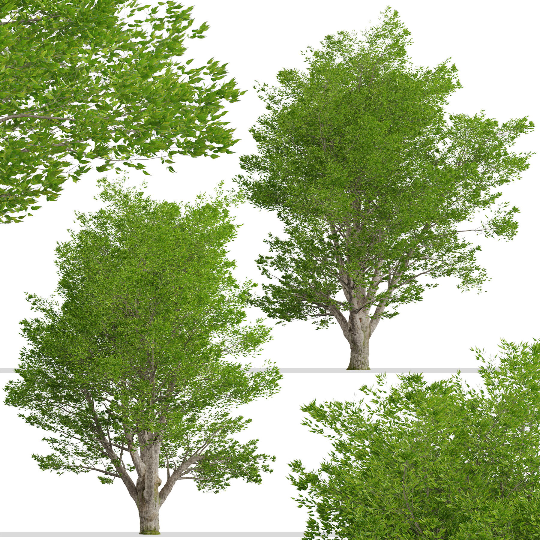 ArtStation - White ash Tree (Fraxinus americana) (1 Tree) | Resources