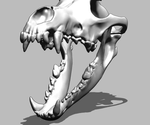 ArtStation - Wolf skull | Resources