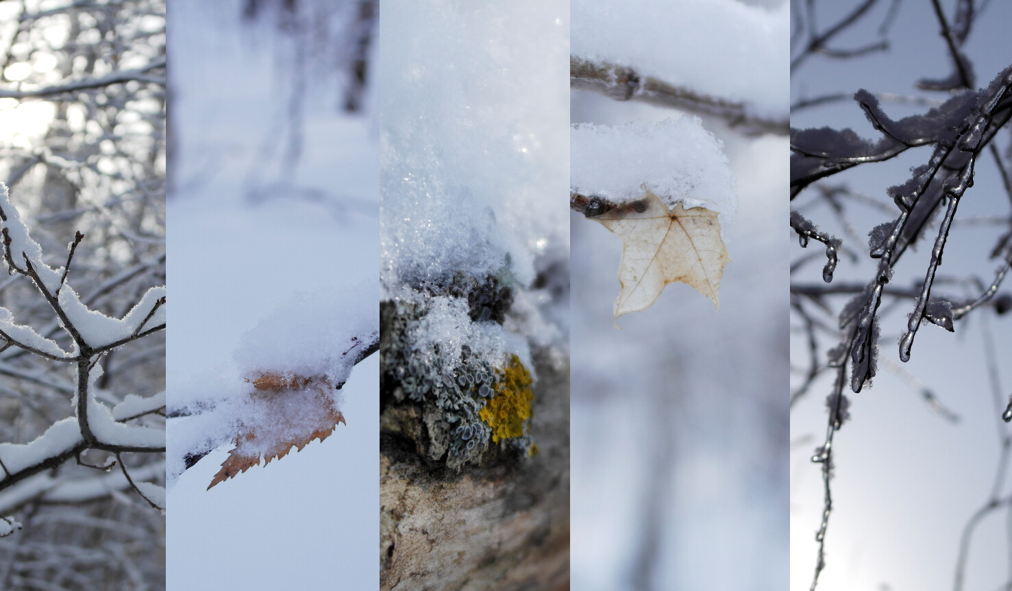 ArtStation - Winter Forest 339+ Photo Reference Pictures | Resources