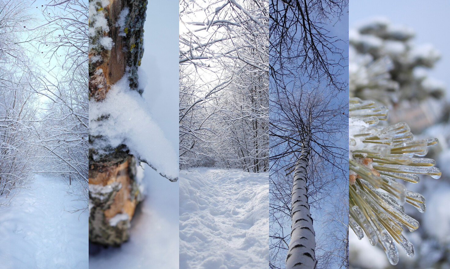 ArtStation - Winter Forest 339+ Photo Reference Pictures | Resources