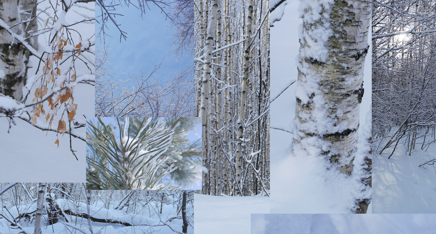 ArtStation - Winter Forest 339+ Photo Reference Pictures | Resources