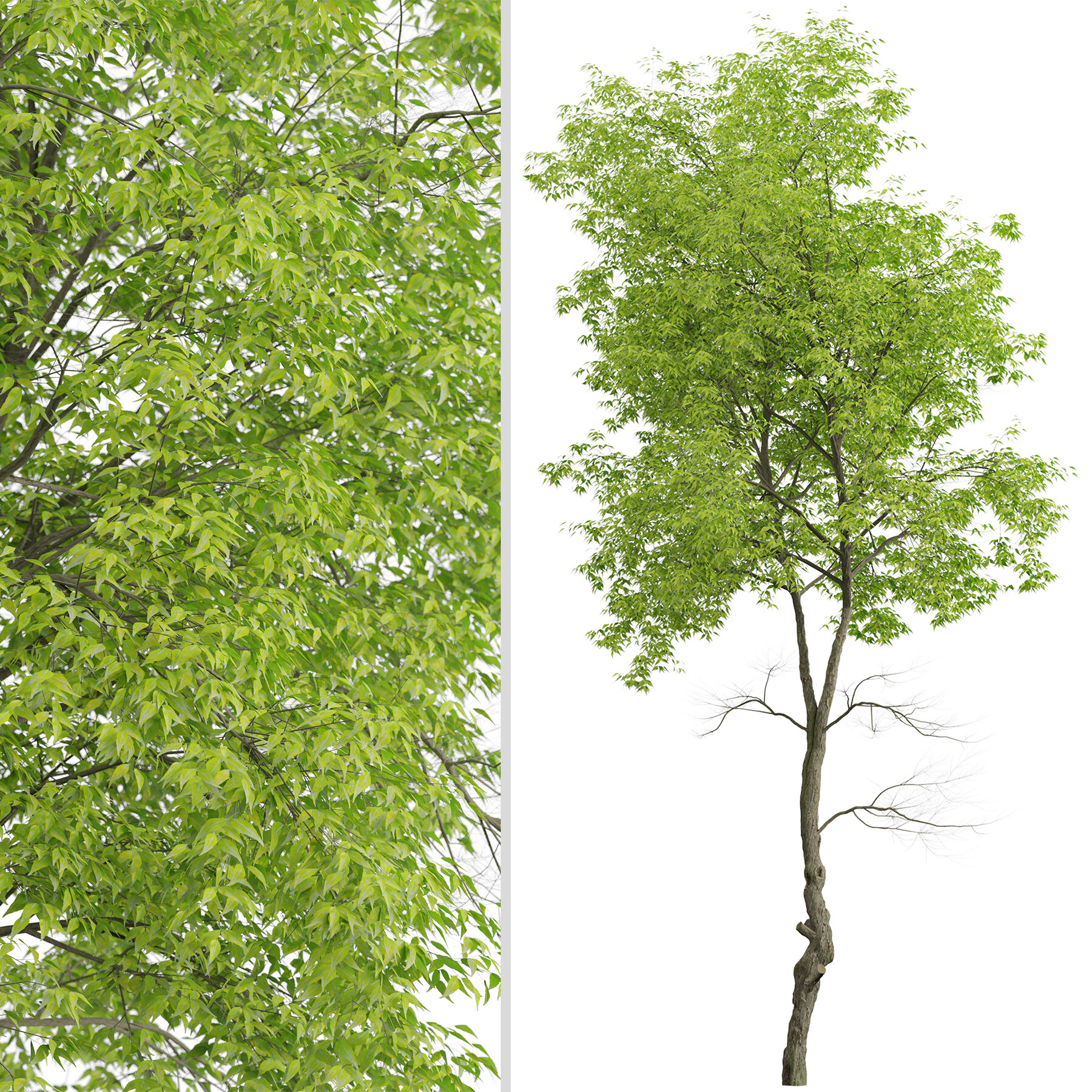 ArtStation - Set of White ash Trees (Fraxinus americana) (2 Trees ...
