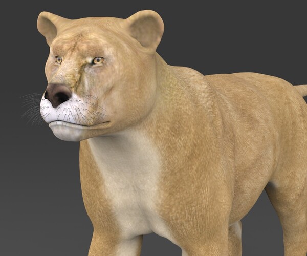 ArtStation - Realistic Lioness 3D Model | Resources