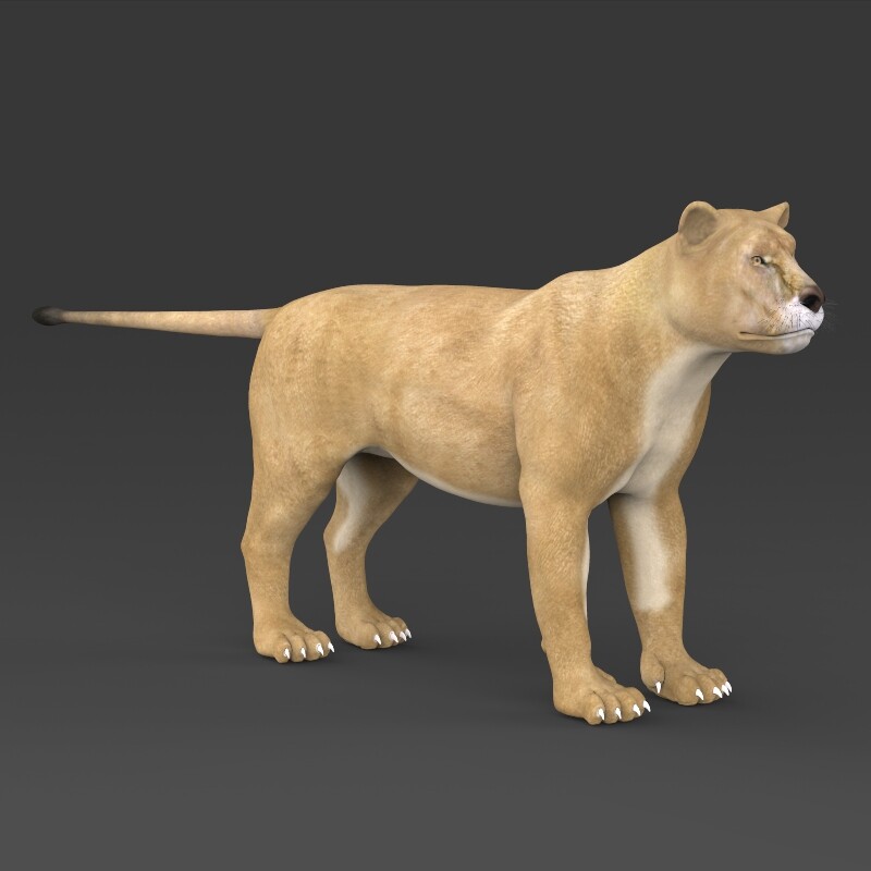 ArtStation - Realistic Lioness 3D Model | Resources