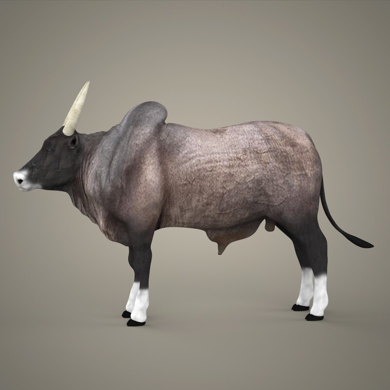ArtStation - Realistic Ox 3D Model | Resources