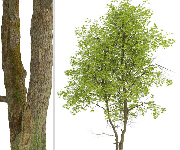 ArtStation - Set of Pampkin ash Trees (Fraxinus profunda) (2 Trees ...