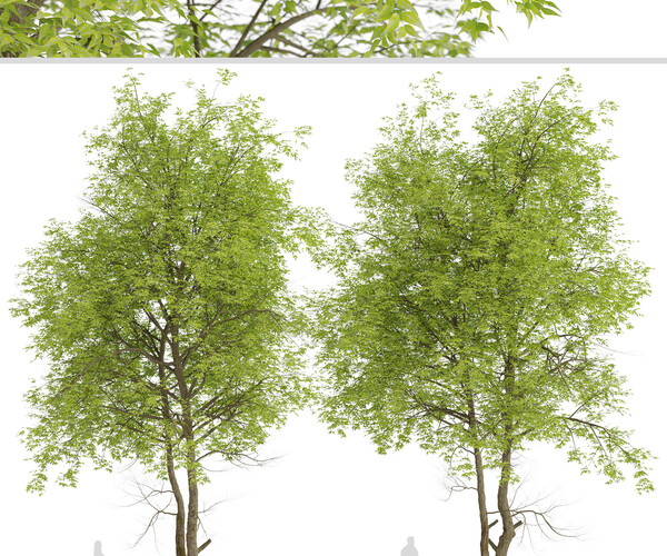 ArtStation - Set of Pampkin ash Trees (Fraxinus profunda) (2 Trees ...