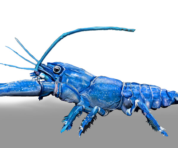 ArtStation - Blue Crawfish ZTL Sculpt and Polypaint | Resources