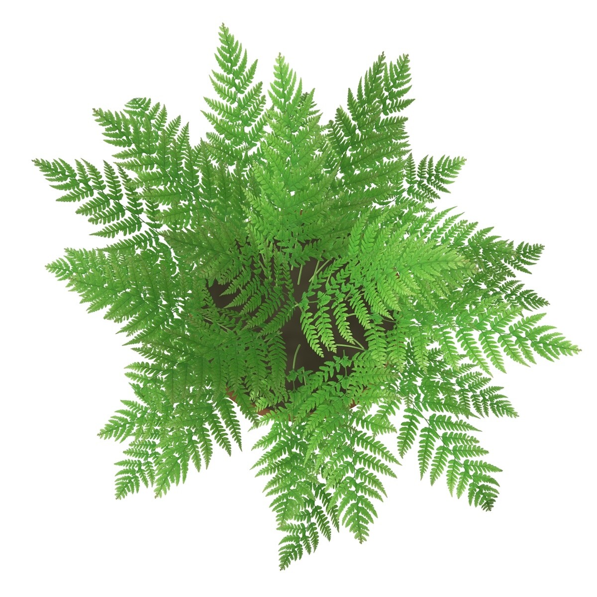 ArtStation - 3D Fern alpha channel model | Resources