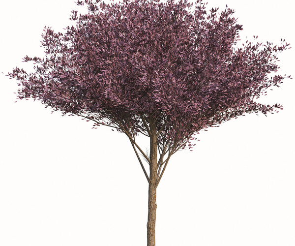 ArtStation - Set of Purple Pony Plum Trees (Prunus cerasifera) (2 Trees ...