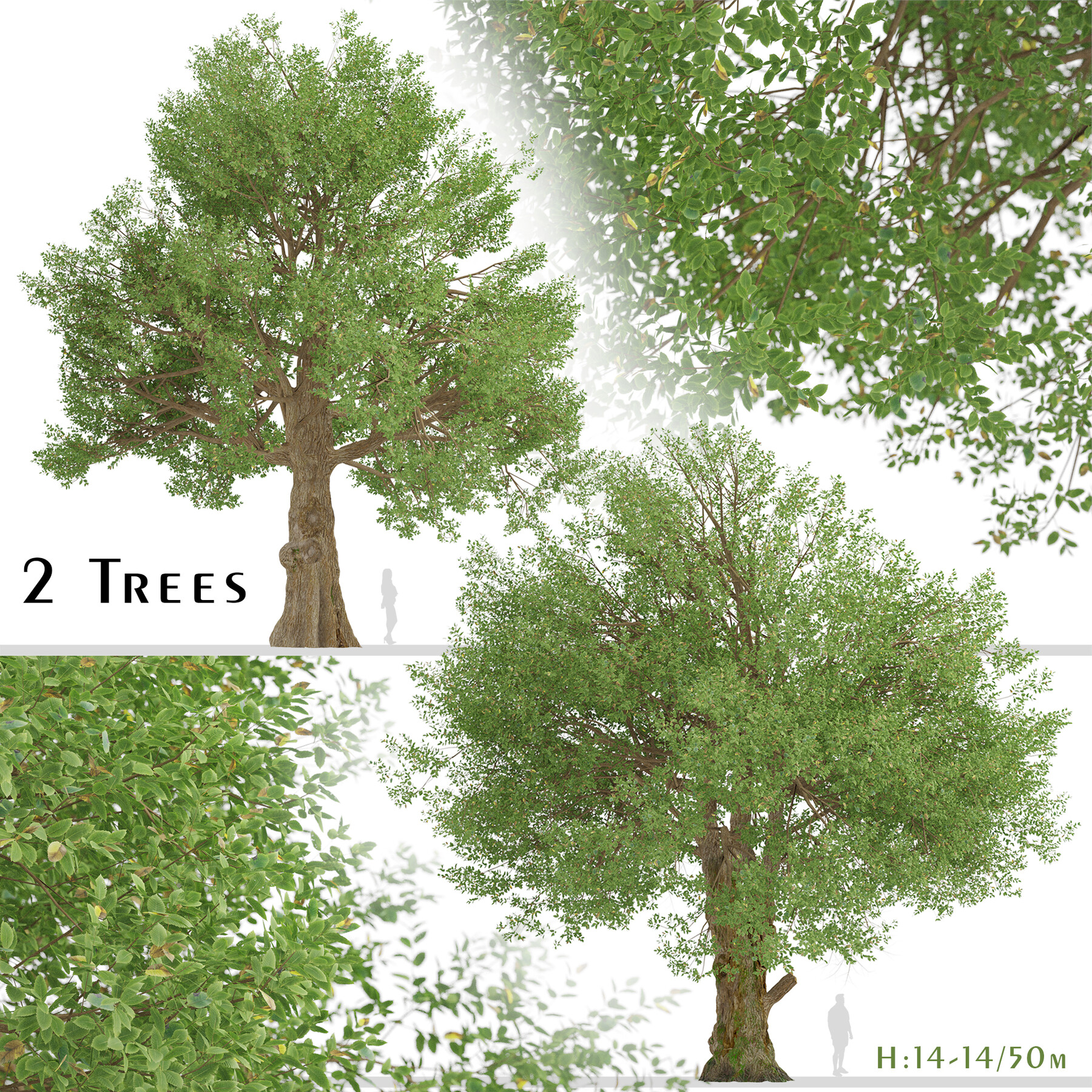 ArtStation - Set of Field Elm Trees (Ulmus minor) (2 Trees) | Resources