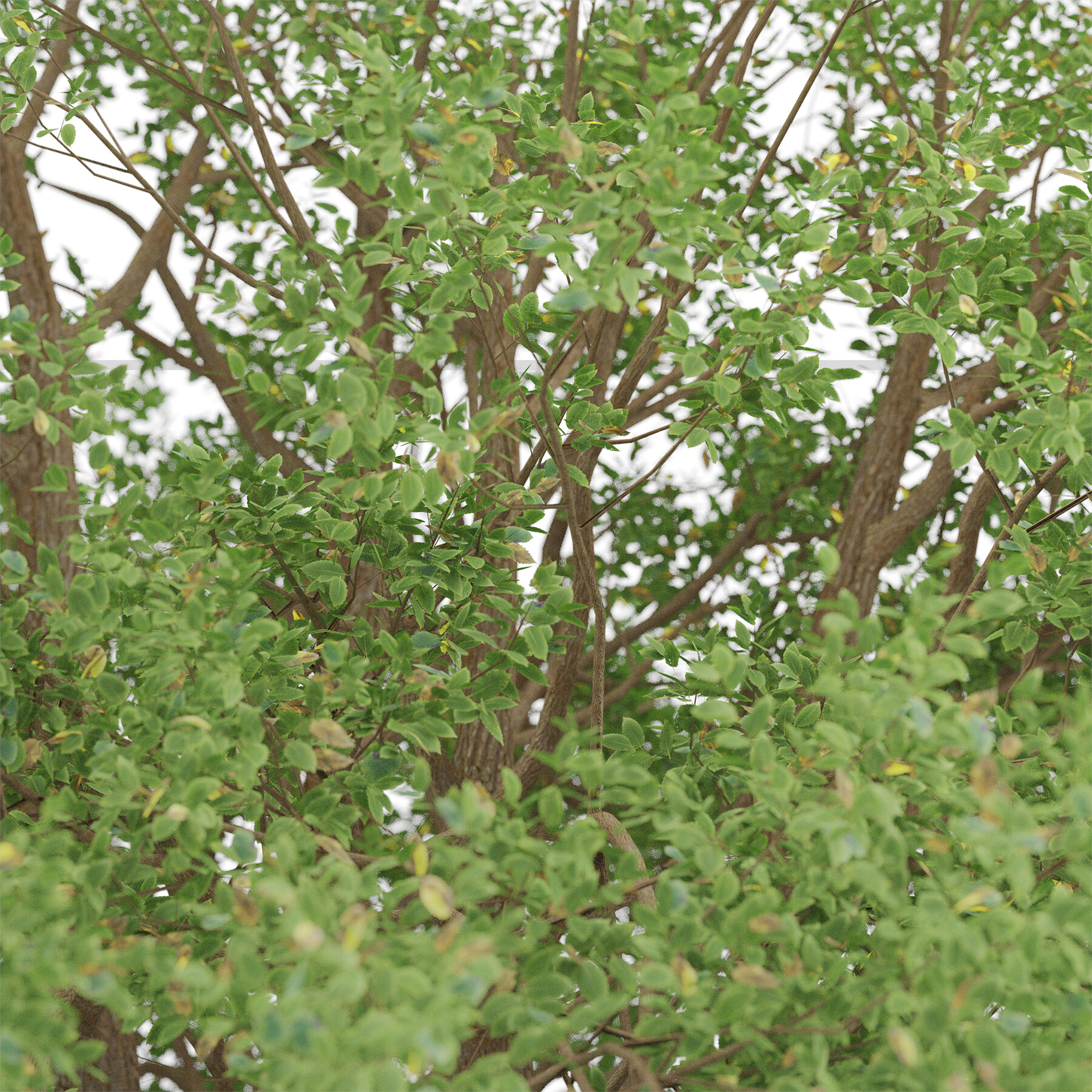 ArtStation - Set of Field Elm Trees (Ulmus minor) (2 Trees) | Resources