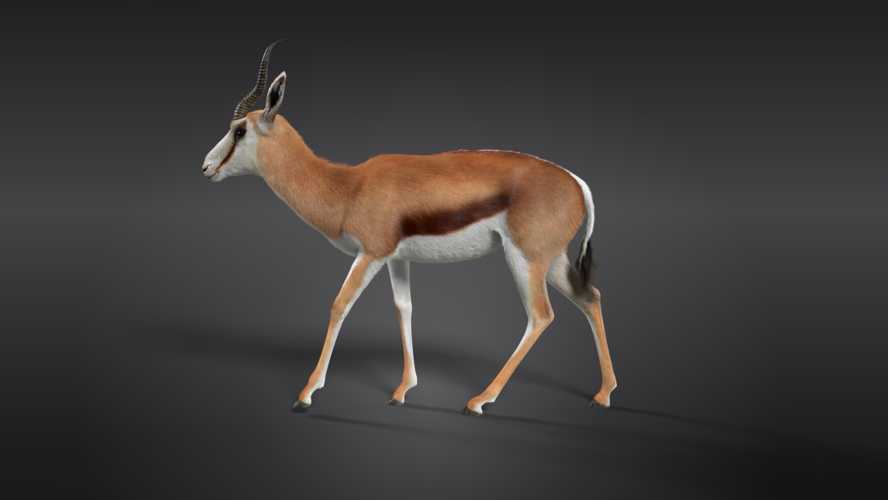ArtStation - 3D Animal | Springbok Animated | Resources