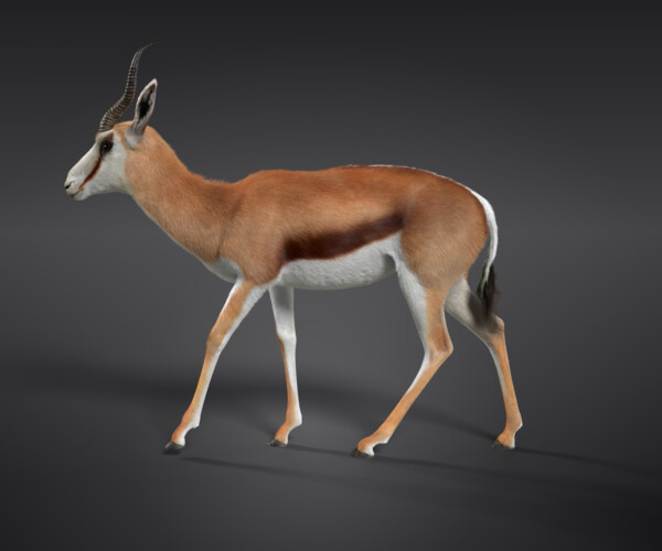 ArtStation - 3D Animal | Springbok Animated | Resources
