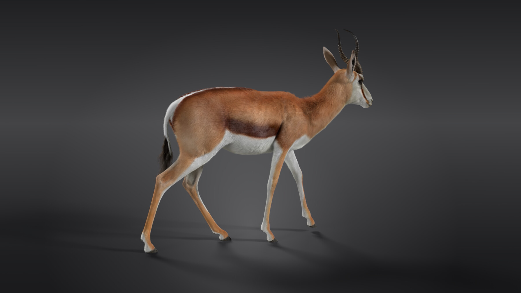ArtStation - 3D Animal | Springbok Animated | Resources