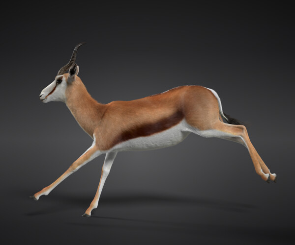 ArtStation - 3D Animal | Springbok Animated | Resources
