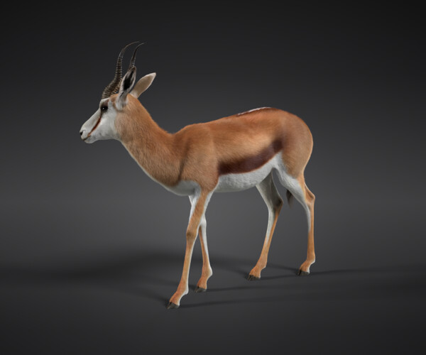 ArtStation - 3D Animal | Springbok Animated | Resources