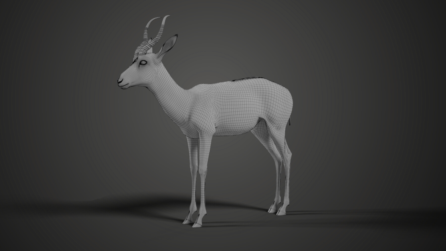 ArtStation - 3D Animal | Springbok Animated | Resources