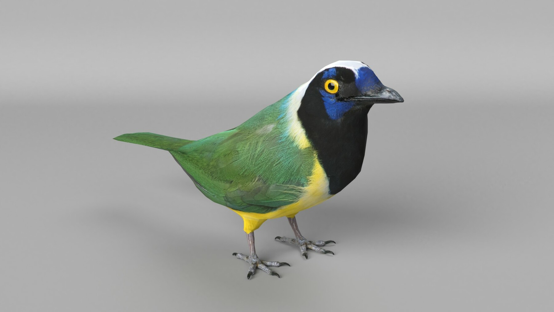 ArtStation - Inca jay Cyanocorax yncas | Resources