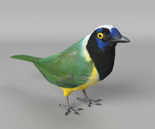 ArtStation - Inca jay Cyanocorax yncas | Resources