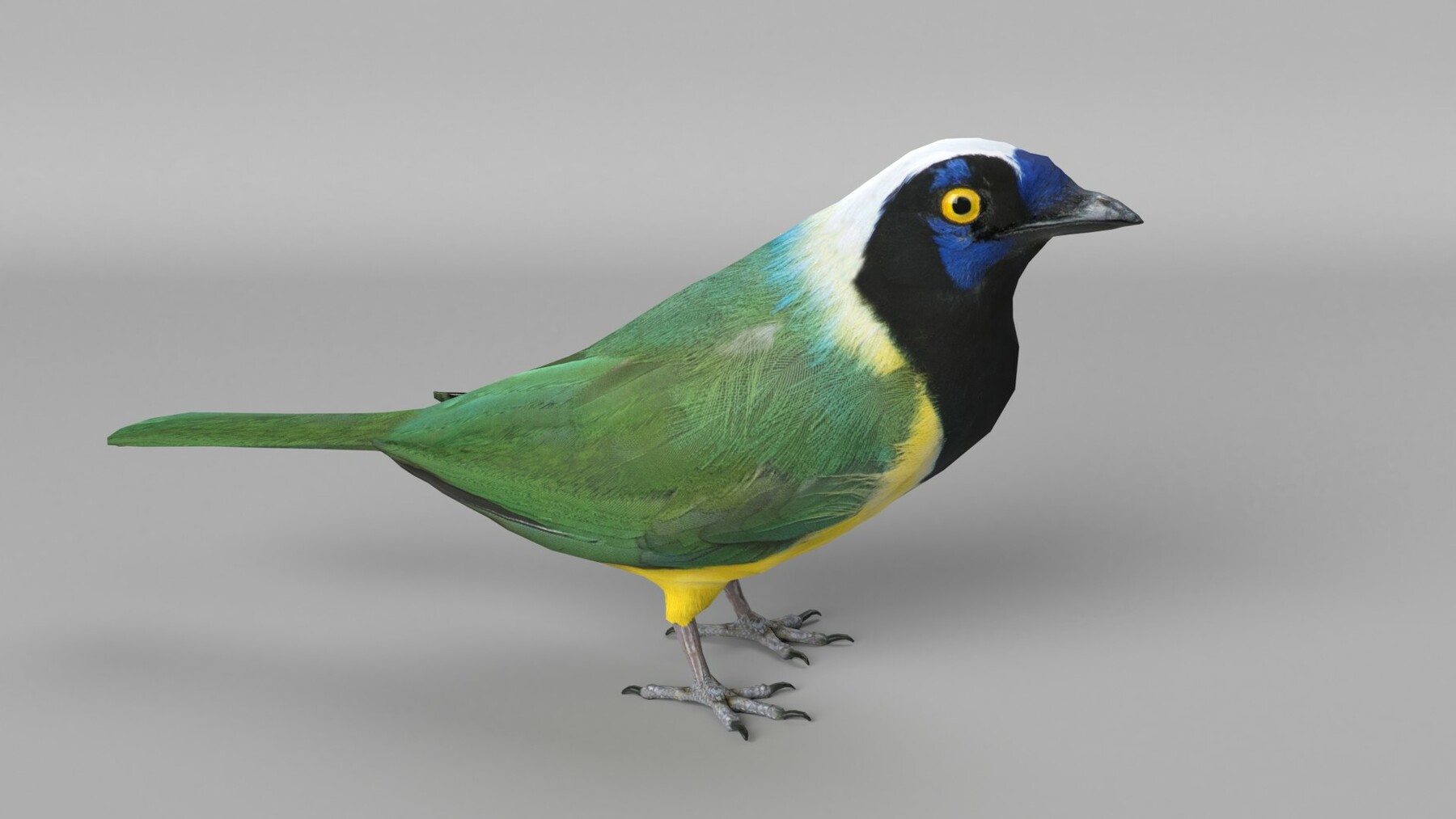 ArtStation - Inca jay Cyanocorax yncas | Resources
