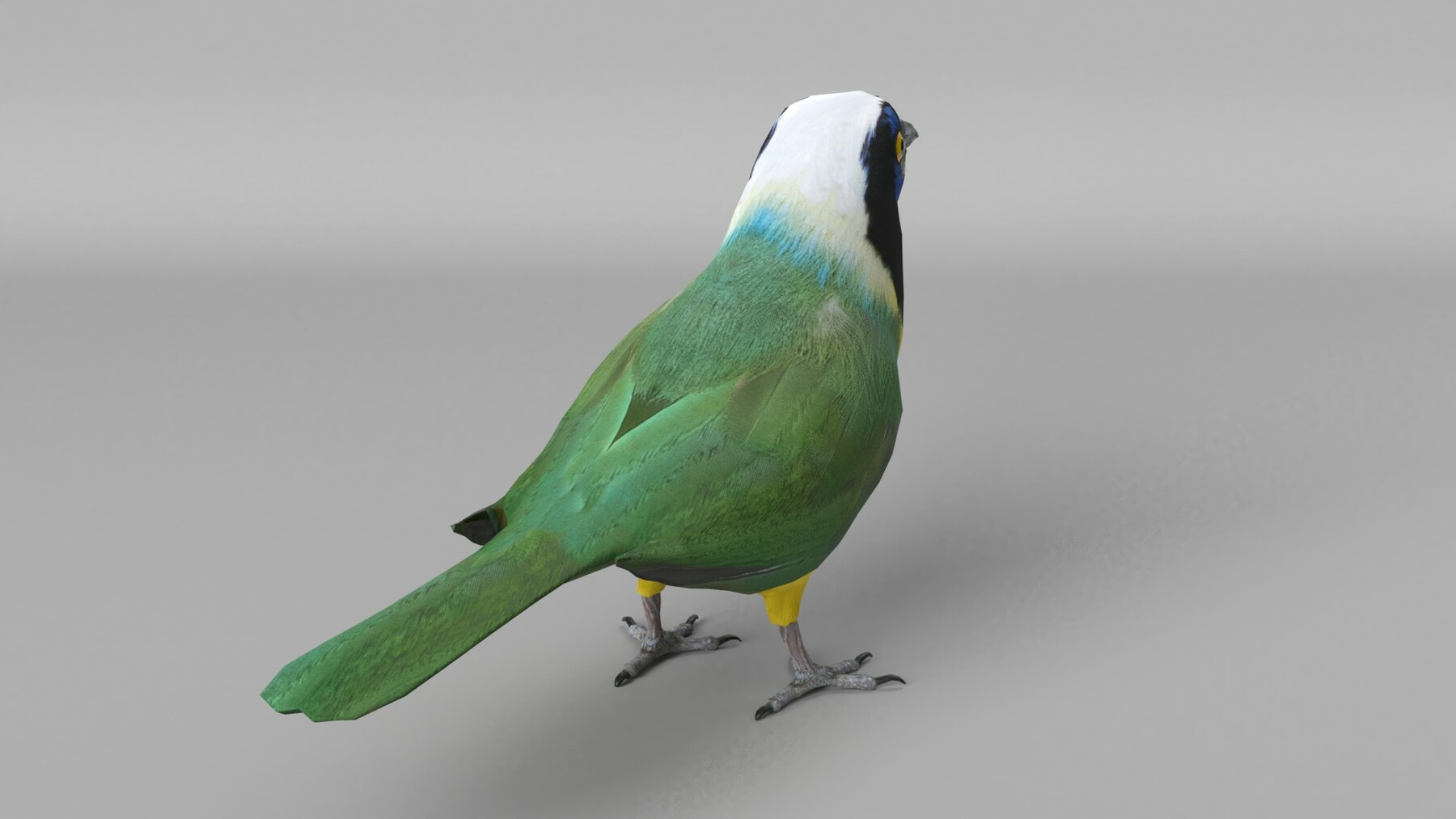 ArtStation - Inca jay Cyanocorax yncas | Resources