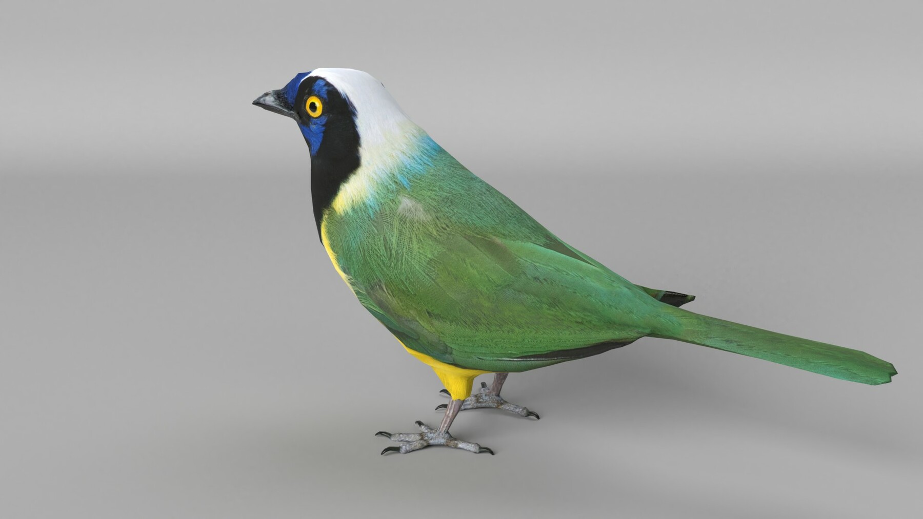 ArtStation - Inca jay Cyanocorax yncas | Resources