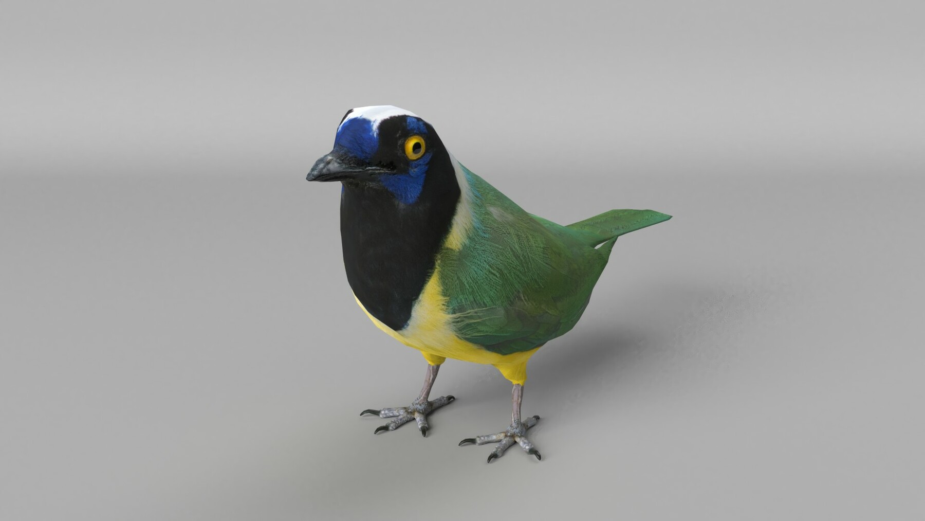 ArtStation - Inca jay Cyanocorax yncas | Resources