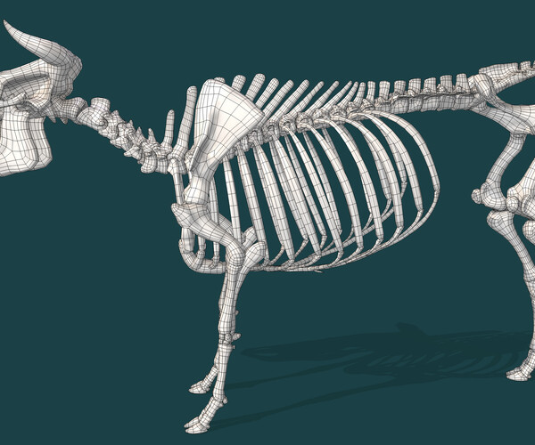 ArtStation - Cow Skeleton | Premium Cattle Bone Anatomy Model | Animal ...