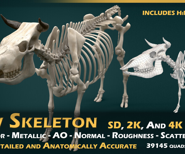 ArtStation - Cow Skeleton | Premium Cattle Bone Anatomy Model | Animal ...